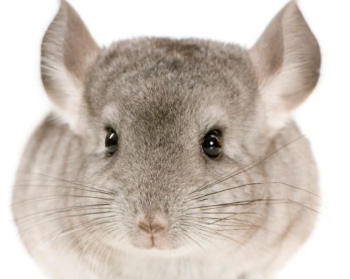 Cincillà: allevamento, costo e quanto vive | Tutto Zampe