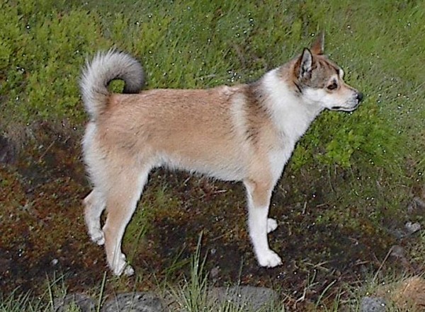 cane Norwegian Lundehund | Tutto Zampe 72483