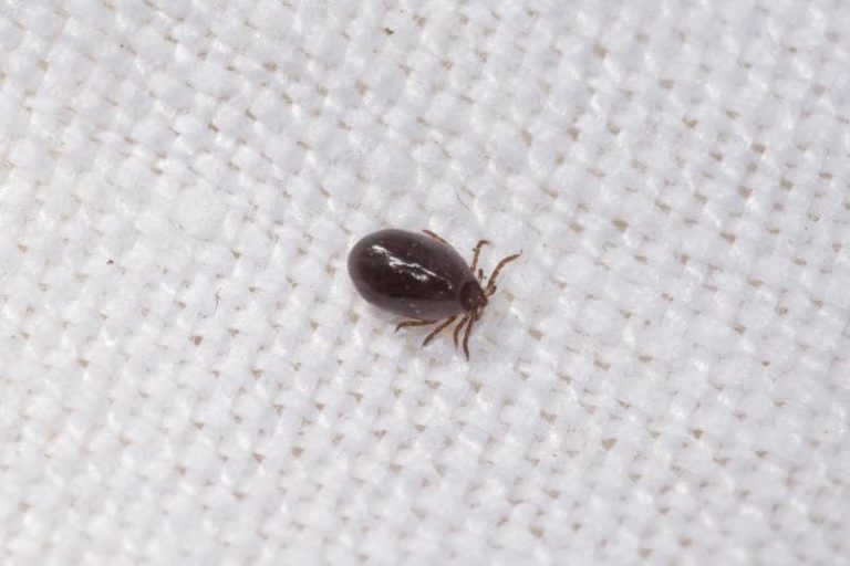 Zecche del cane e del gatto: come difendersi