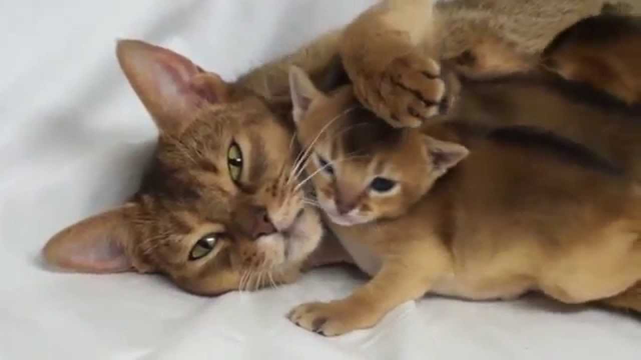 Mamma gatta allatta e coccola i cuccioli: video da non perdere | Tutto ...