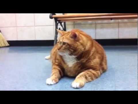 Gatti obesi: il video di Skinny che pesa 20 chili | Tutto Zampe